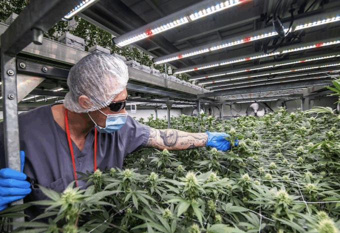Avant Brands domestic sales grow as pot buyer changes status | the oz.